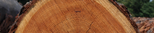 Sapwood and Heartwood