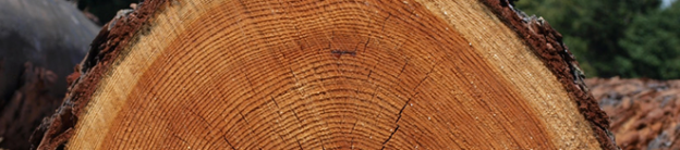 Sapwood and Heartwood