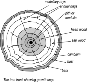 Sapwood and Heartwood